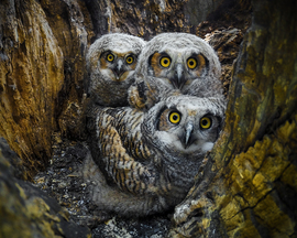 Great Horned Triplets